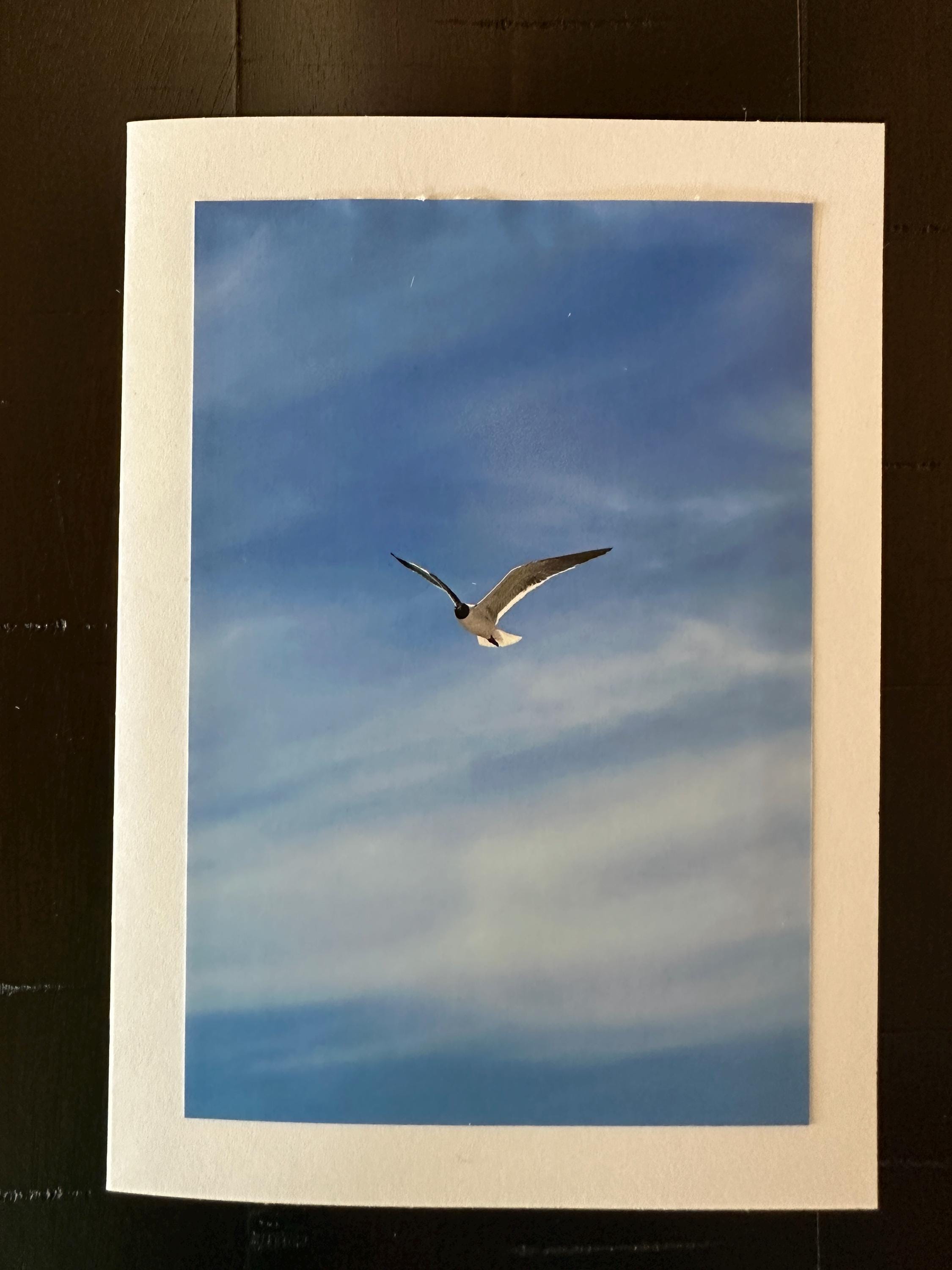 For the Sea Birds 01: Original Photo Note Cards Blank Set of 6 With ...