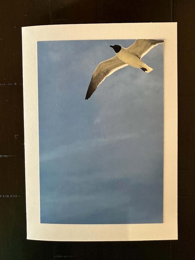 For the Sea Birds 01: Original Photo Note Cards Blank Set of 6 With ...