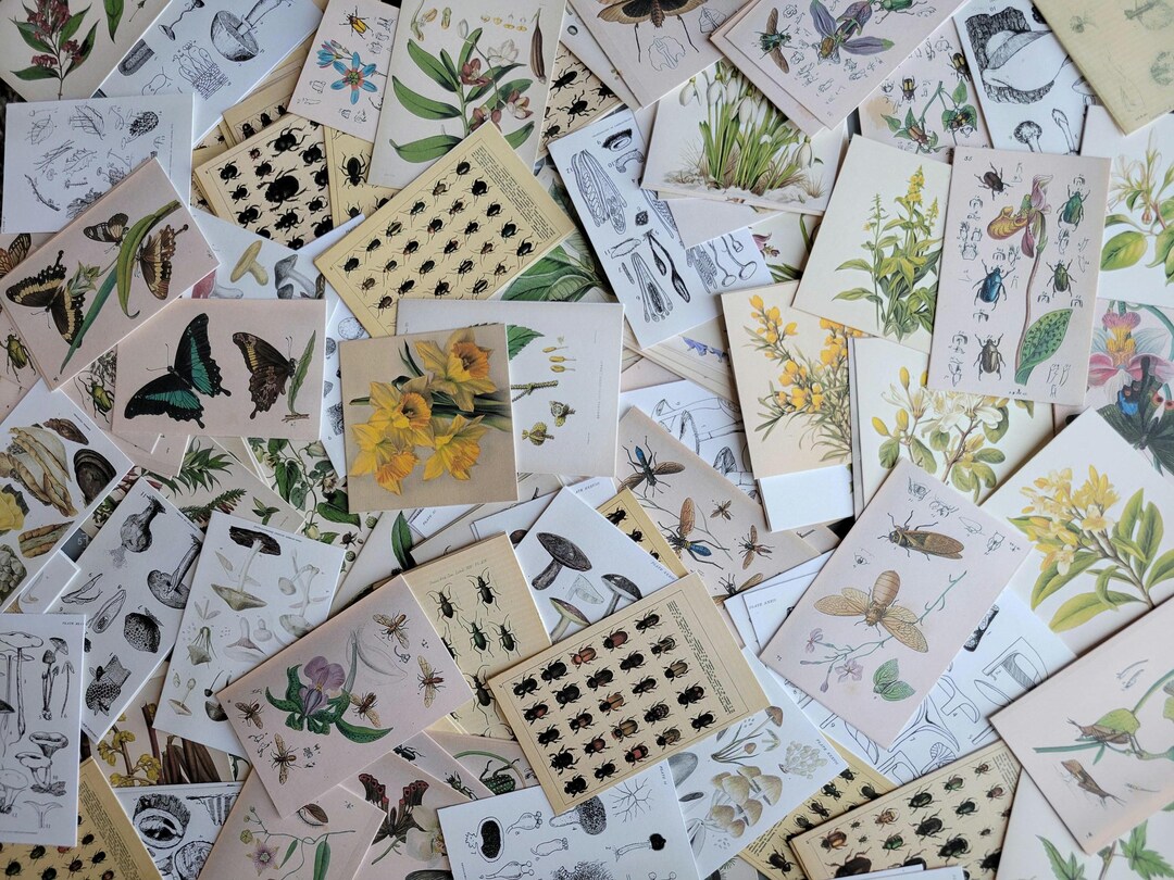 Vintage Entomology Ephemera Grab Bag With Beetles, Butterflies, Moths ...