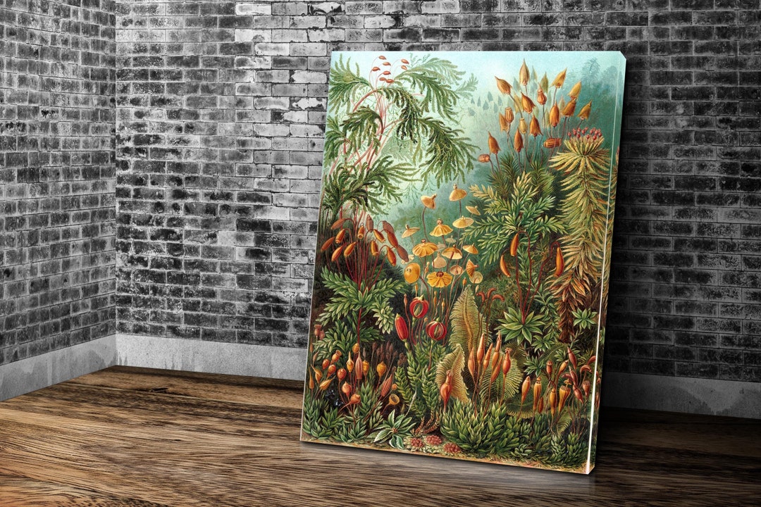 Ernst Haeckel Canvas Art, Tropical Plants Flowers Muscinae Science and ...