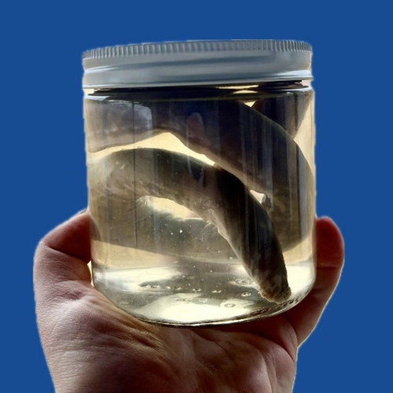 Sea Animals Preserved - Etsy