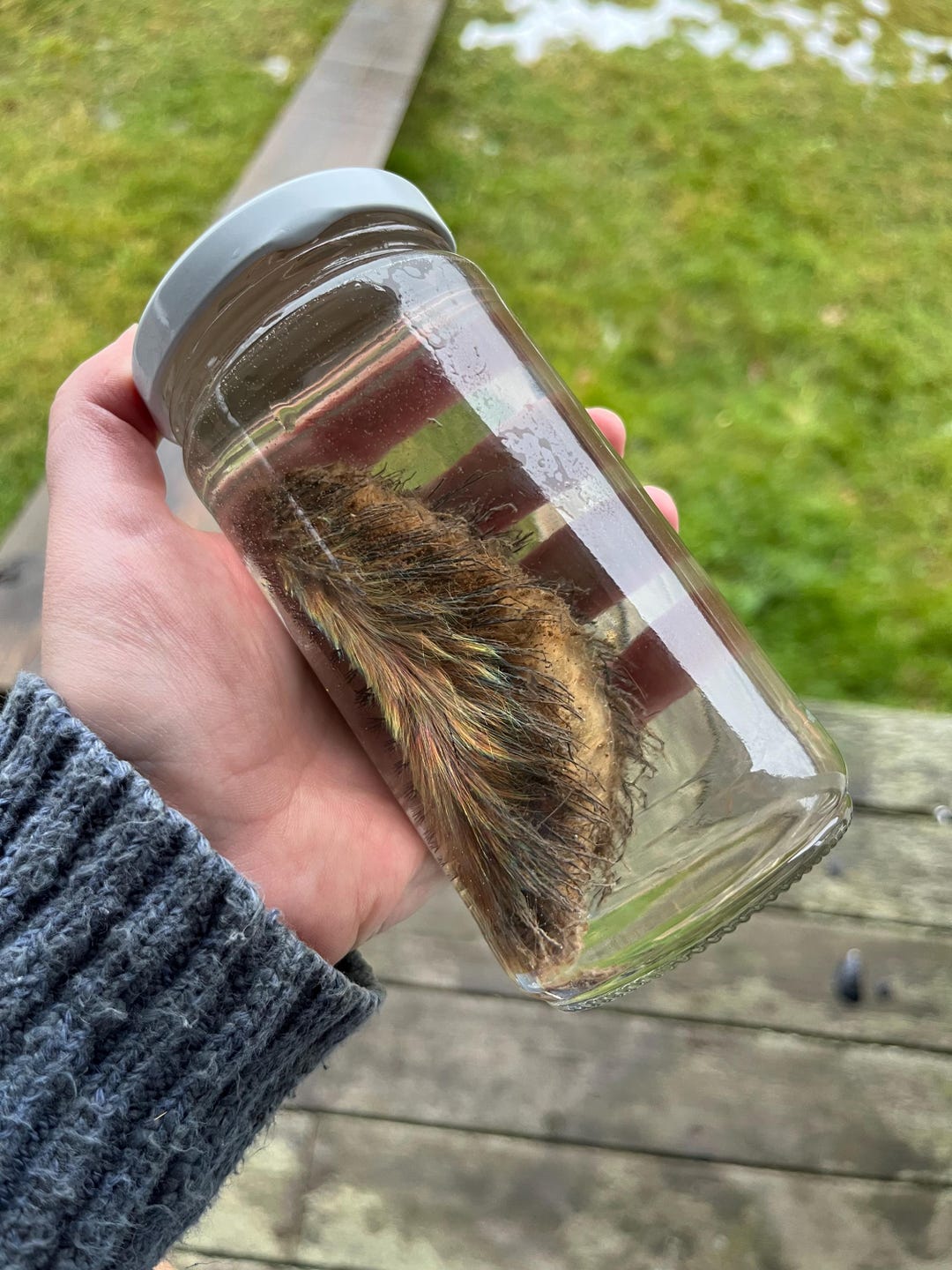 Sea Mouse ( Aphrodite Spp) Wet Specimen - Marine Biology, Oddity ...