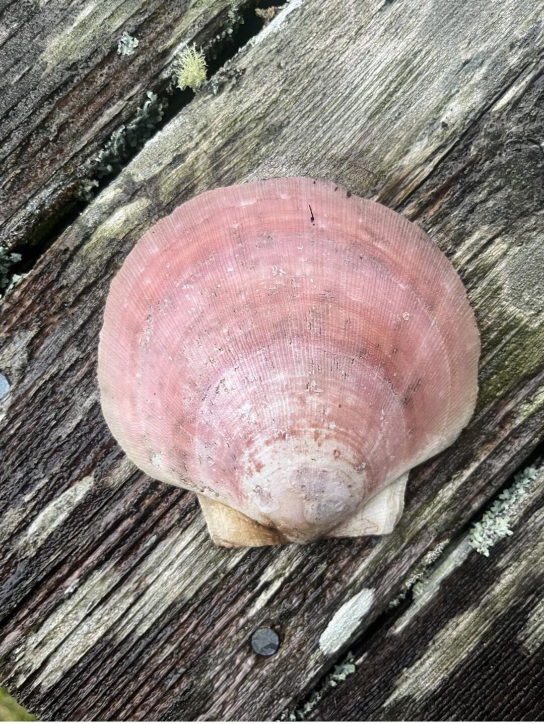 Maine Sea Scallop Shell (top Shell) - Etsy