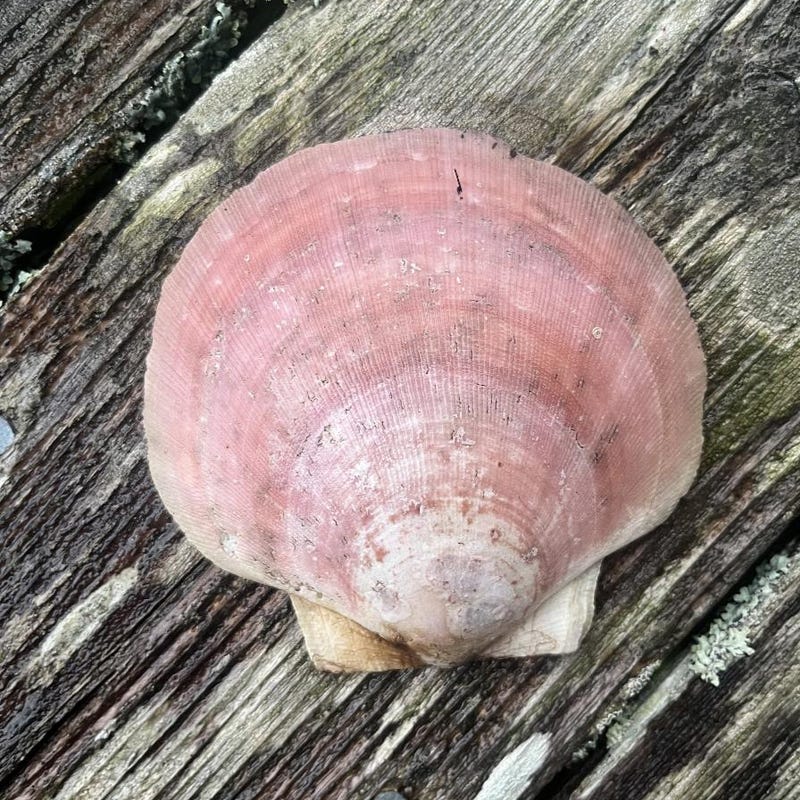Scallop Shell - Etsy