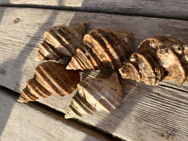 Ten-ridged Whelk Shell (neptunea Decemcostata) From Maine - Etsy