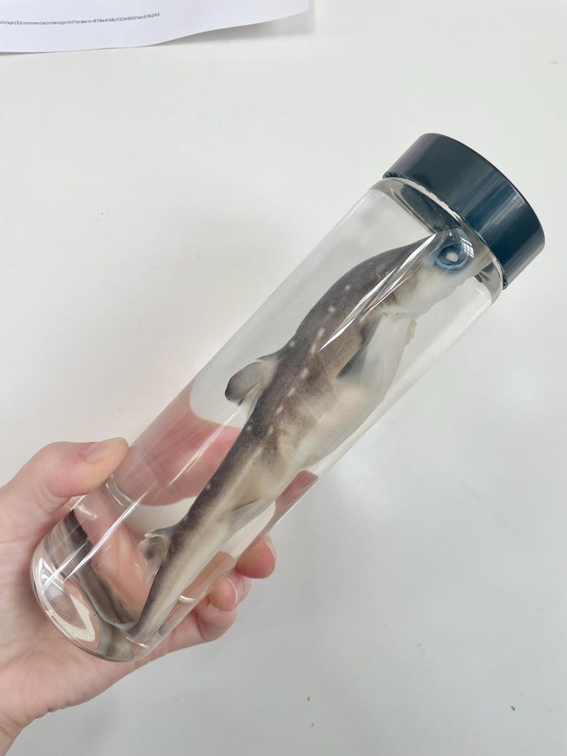 Real Spiny Dogfish Shark Preserved Wet Specimen Shark Oddity Taxidermy ...