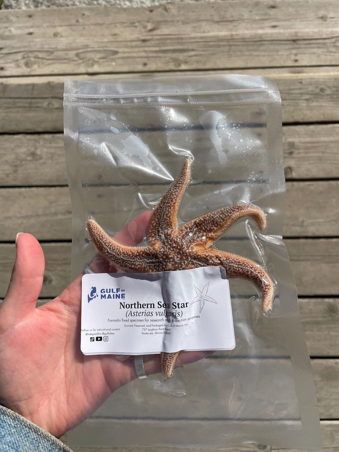 Preserved Maine Sea Star: Dissection Specimen, Marine Anatomy (5-8 ...