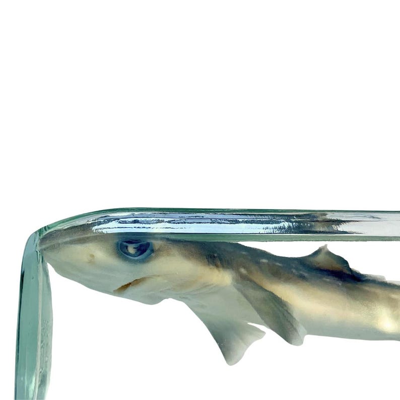 Real Spiny Dogfish Shark Preserved Wet Specimen (NO LIQUID) Shark ...