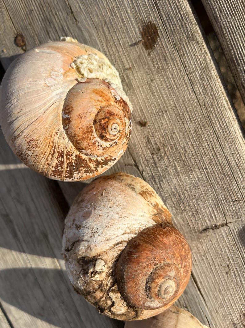 Moon Snail Shell - Etsy