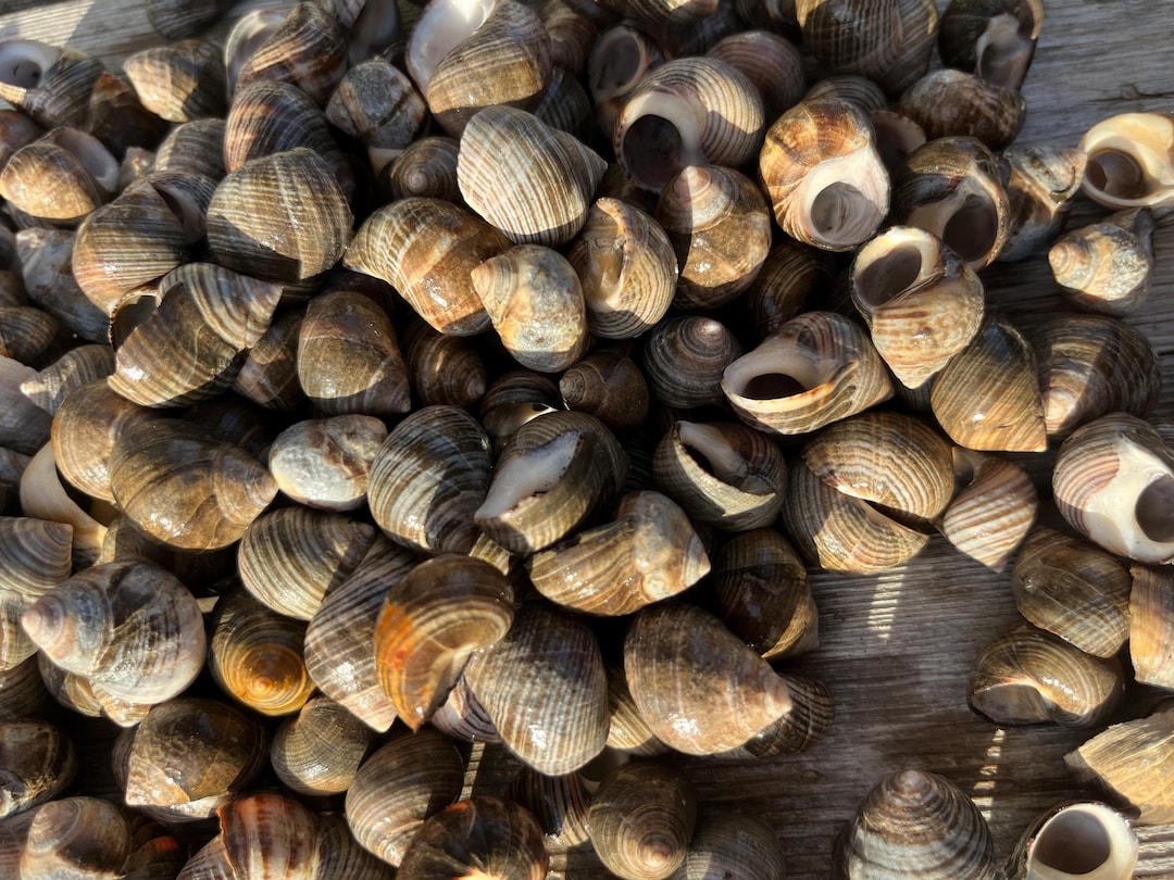 Perwinkle Shells - Etsy