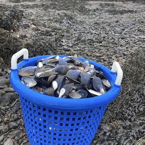 Maine Blue Mussel Shells ( 10 Shells per Order) - Etsy
