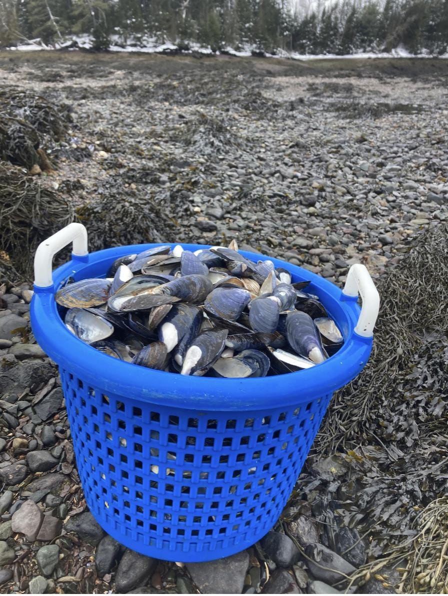 Maine Blue Mussel Shells ( 10 Shells per Order) - Etsy