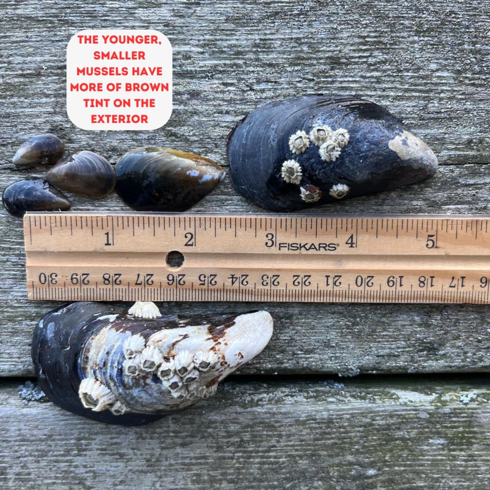 Maine Blue Mussel Shells ( 10 Shells per Order) - Etsy