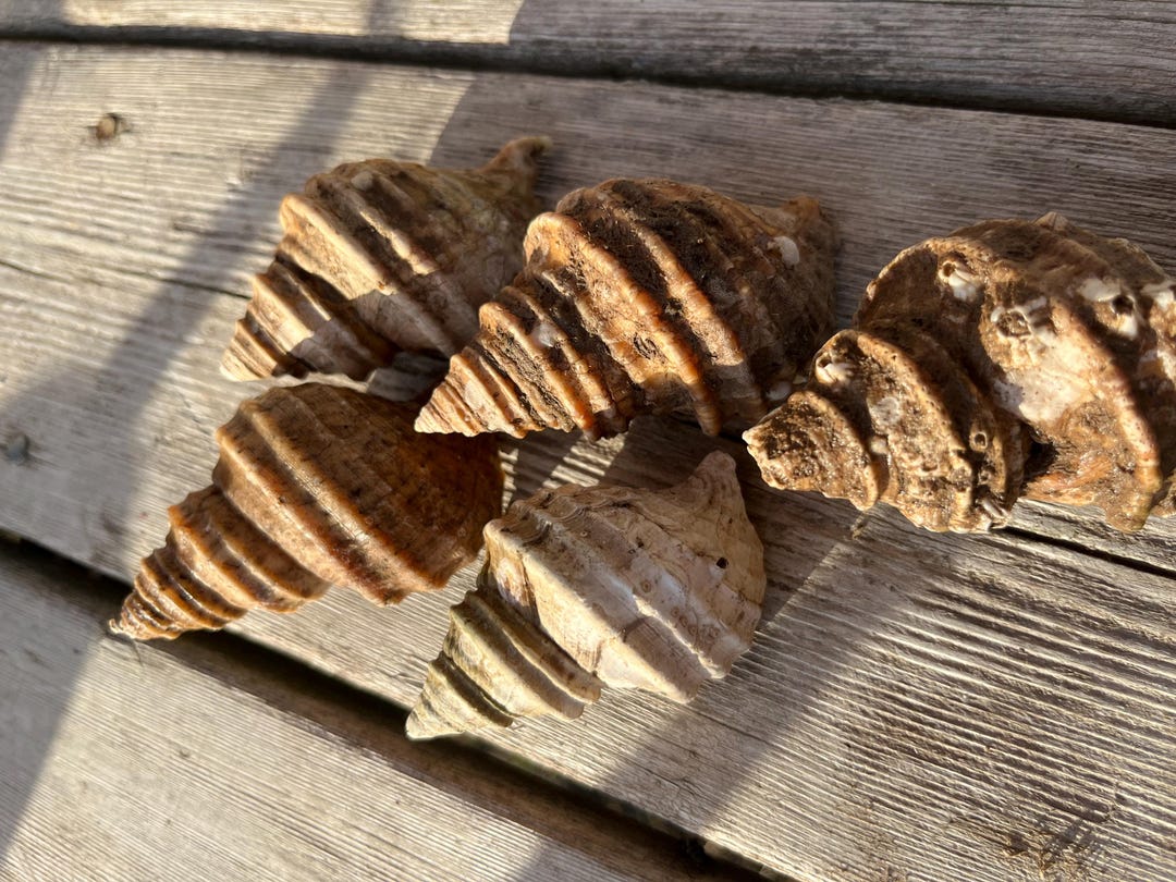 Ten-ridged Whelk Shell (neptunea Decemcostata) From Maine - Etsy