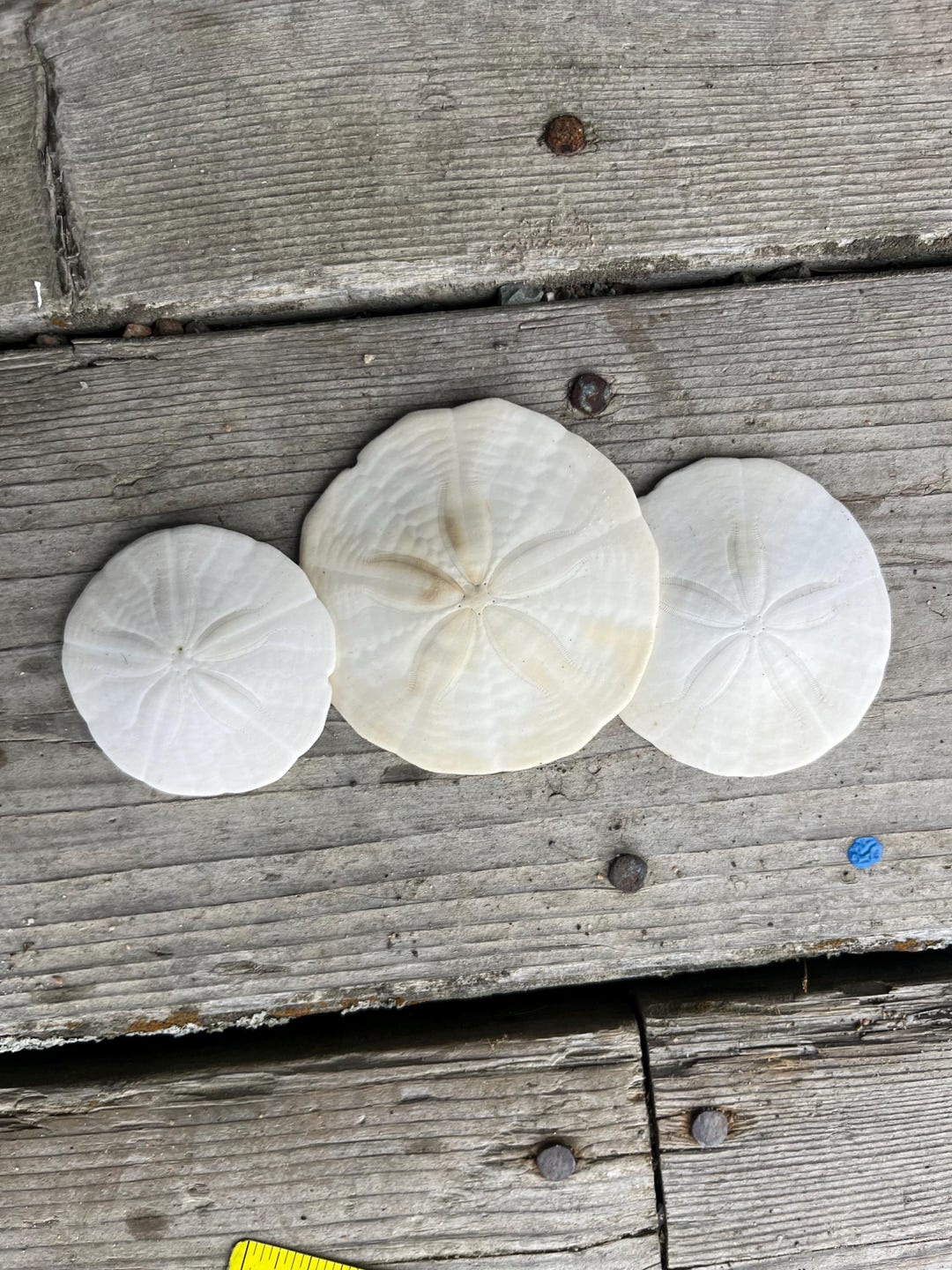 Sand Dollar Shells From Maine - Etsy