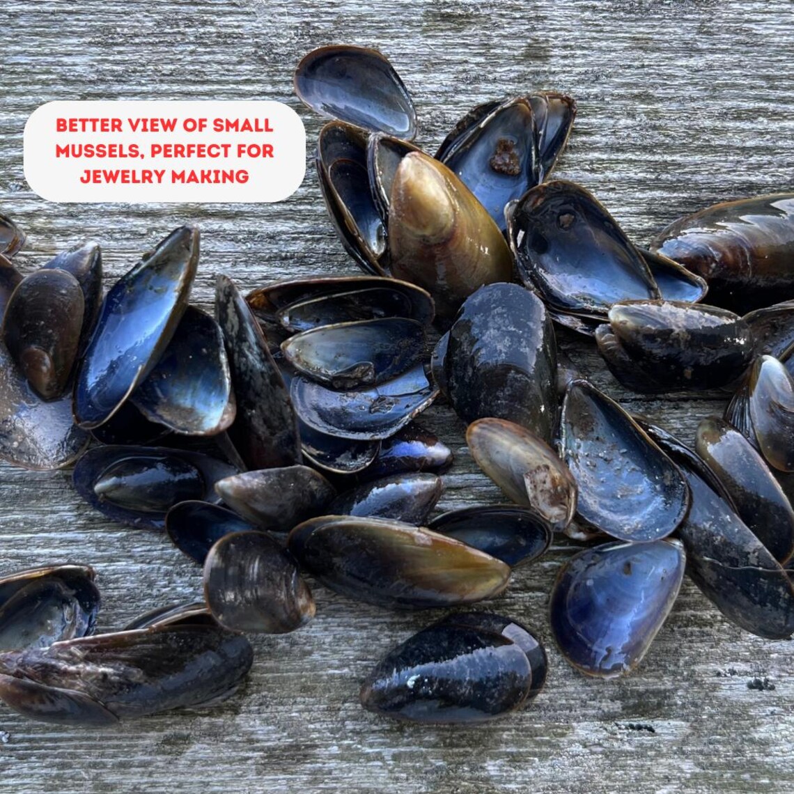 Maine Blue Mussel Shells ( 10 Shells per Order) - Etsy
