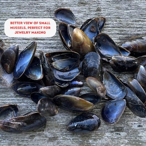 Maine Blue Mussel Shells ( 10 Shells per Order) - Etsy