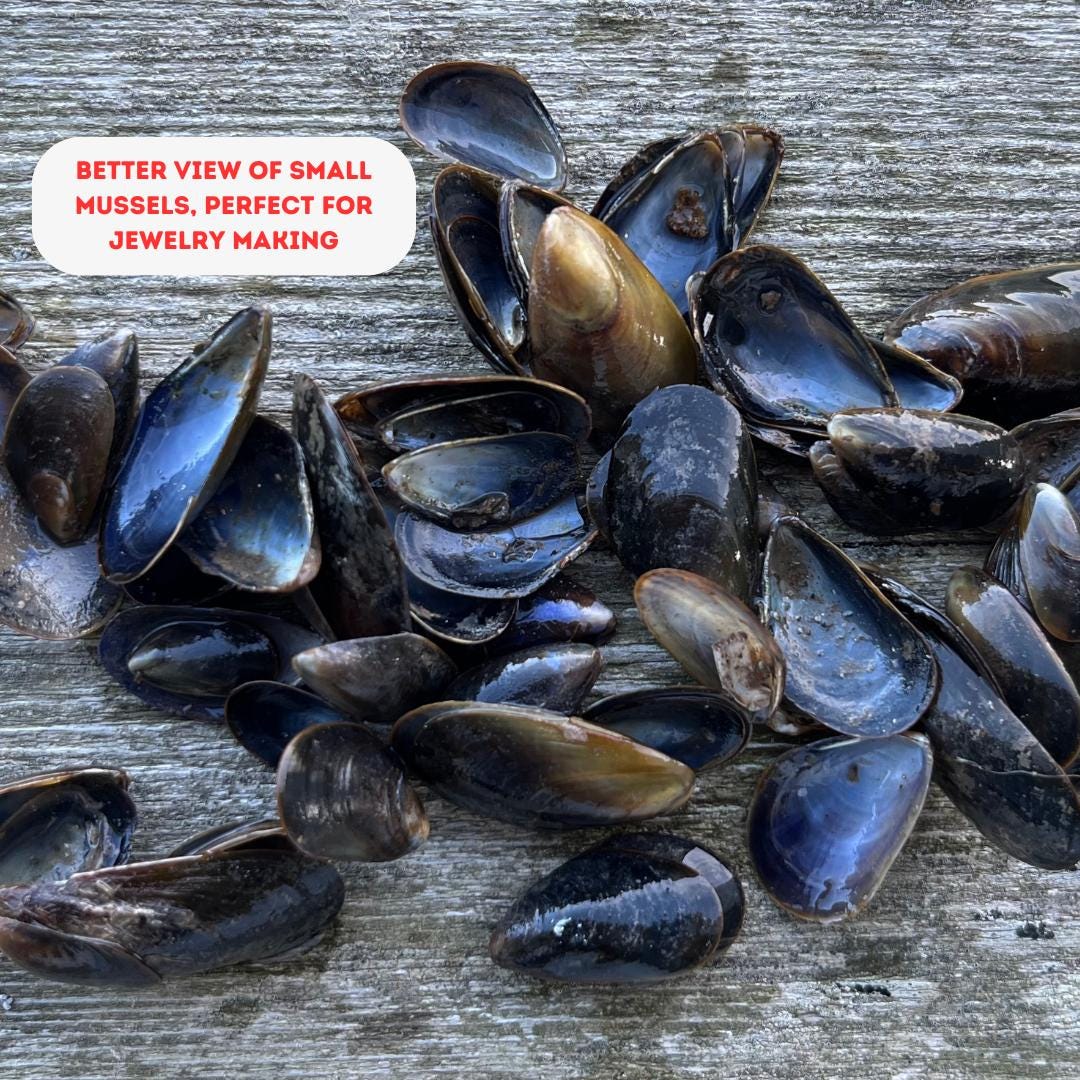 Maine Blue Mussel Shells ( 10 Shells per Order) - Etsy