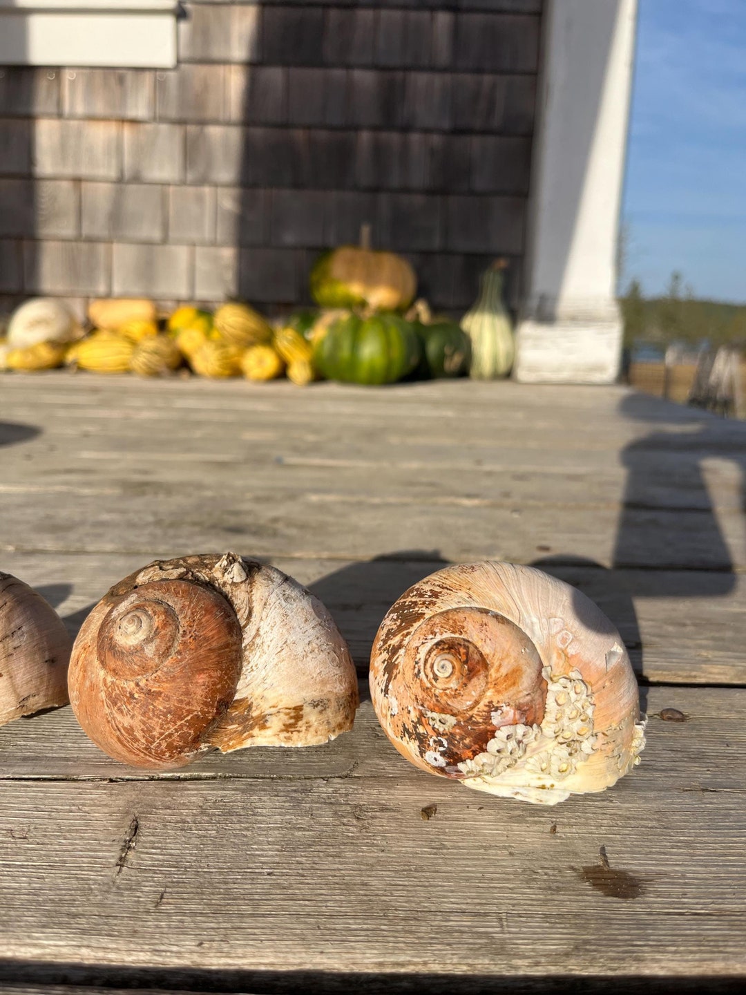 Moon Snail Shell - Etsy