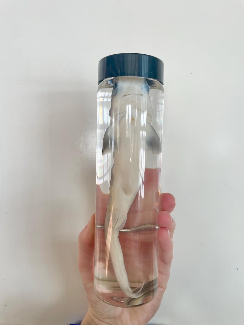 Real Spiny Dogfish Shark Preserved Wet Specimen (NO LIQUID) Shark ...