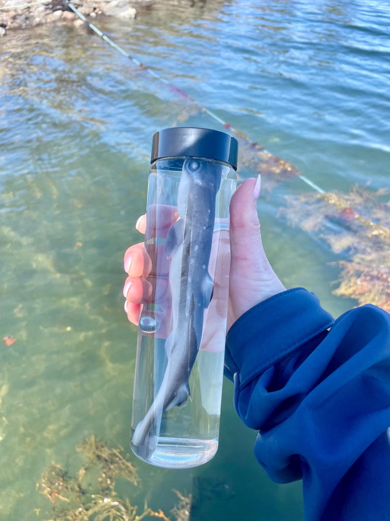 Real Spiny Dogfish Shark Preserved Wet Specimen (NO LIQUID) Shark ...