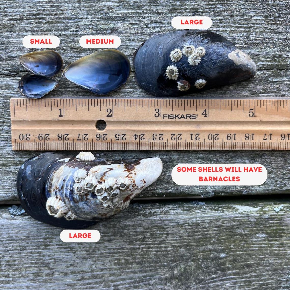 Maine Blue Mussel Shells ( 10 Shells per Order) - Etsy