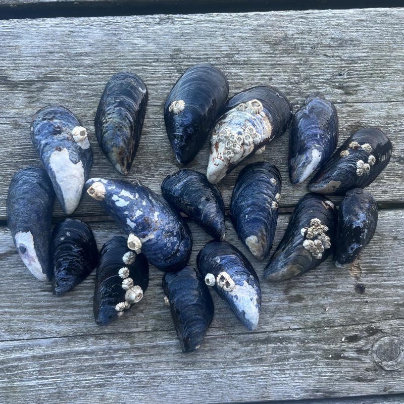 Mussel Shells - Etsy