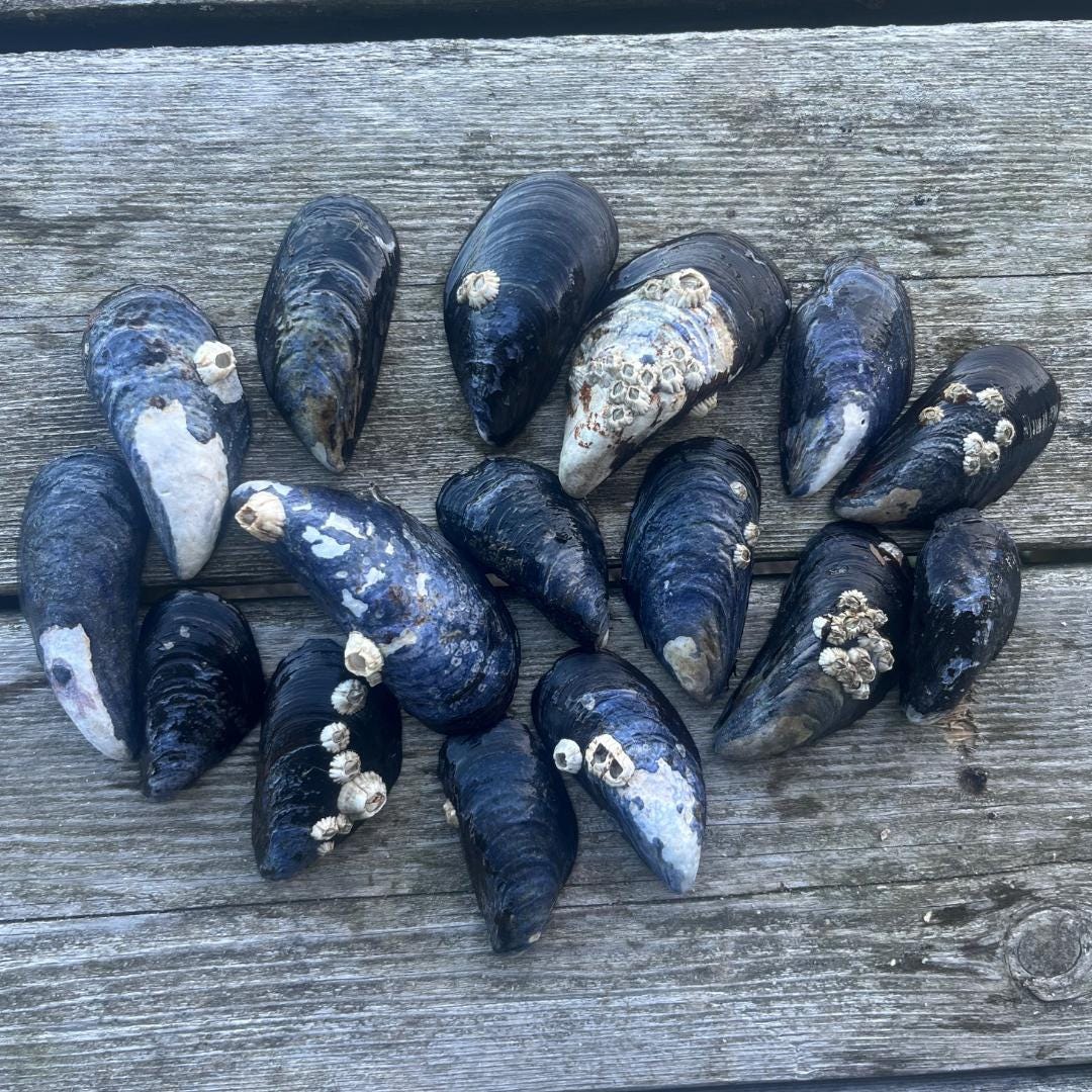 Maine Blue Mussel Shells ( 10 Shells per Order) - Etsy