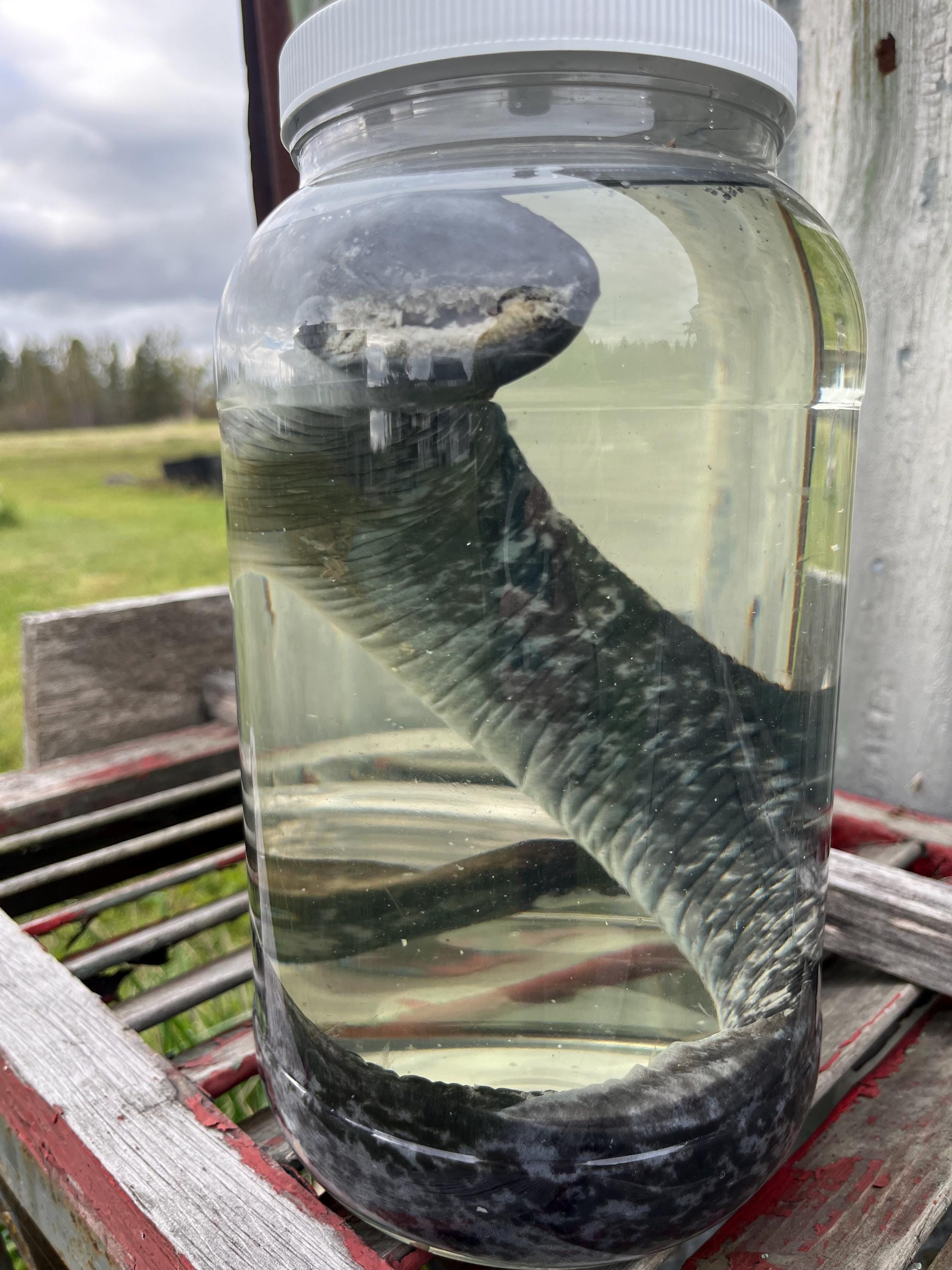 Sea Lamprey (petromyzon Marinus) Wet Specimen - Etsy