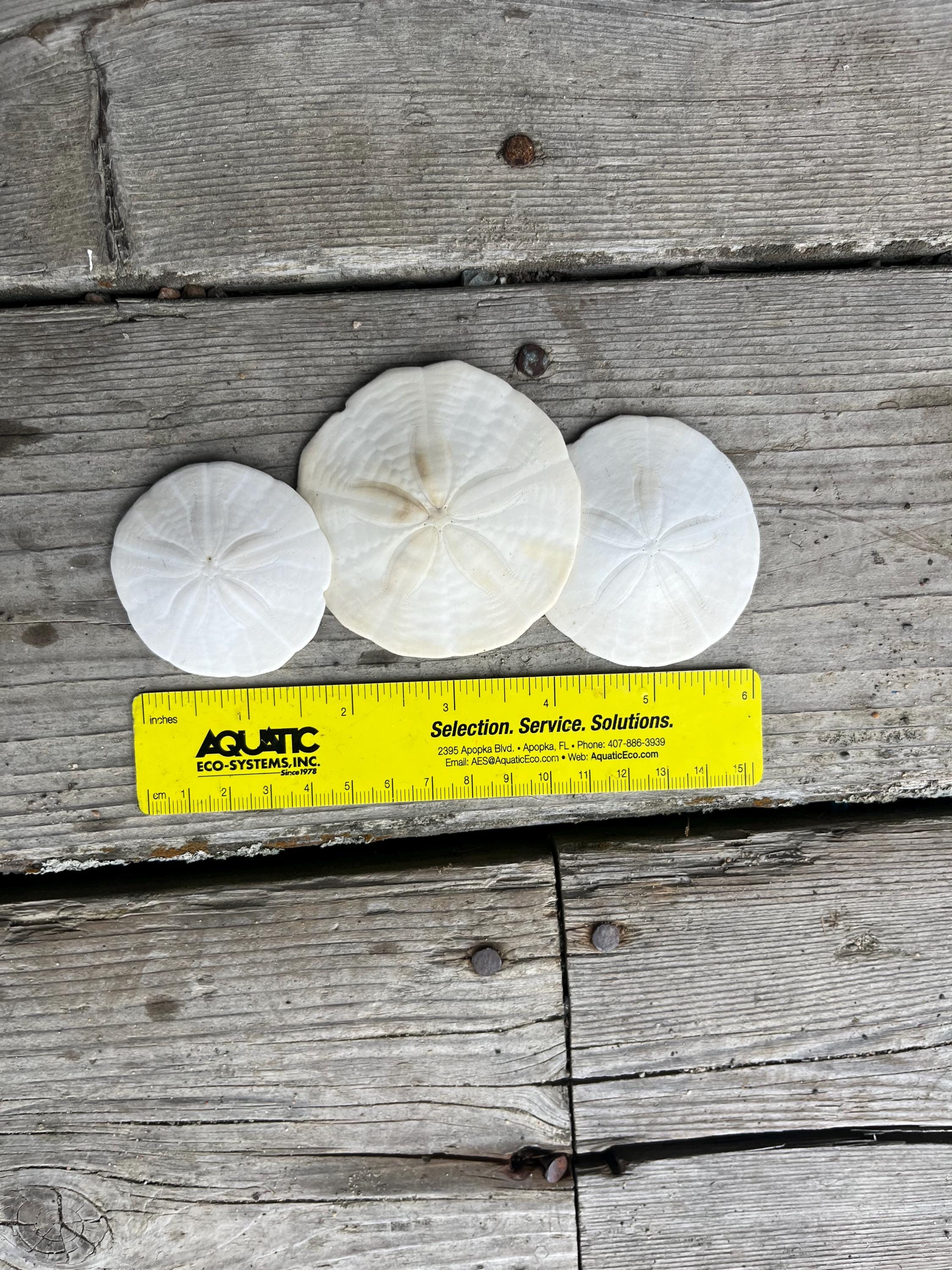 Sand Dollar Shells From Maine - Etsy