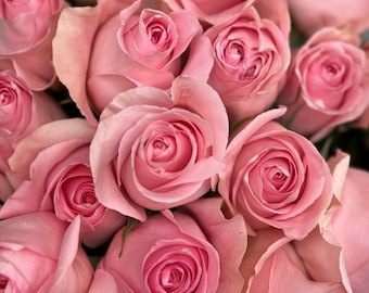 Paloma ~ Bi-pink Rose by the Package~ DIY Wedding and Event Flowers - Etsy