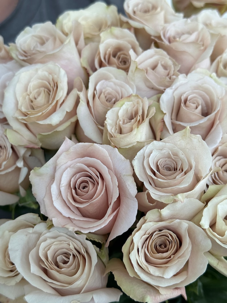 Quicksand~ Beige Rose by the Package~ DIY Wedding and Event Flowers - Etsy
