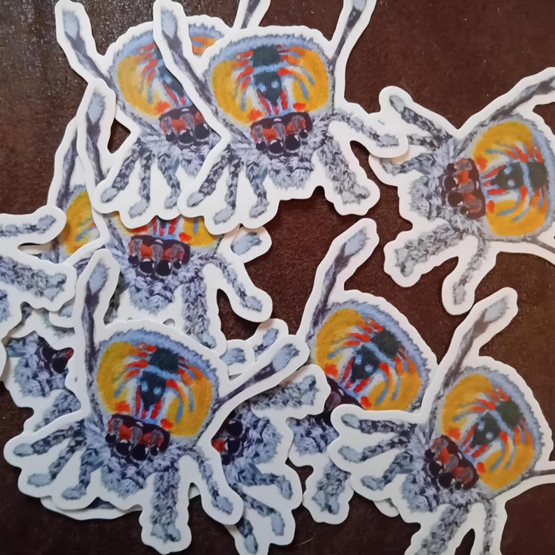 Colorful Peacock Spider Die Cut Vinyl Sticker: Arachnid Stationery for ...