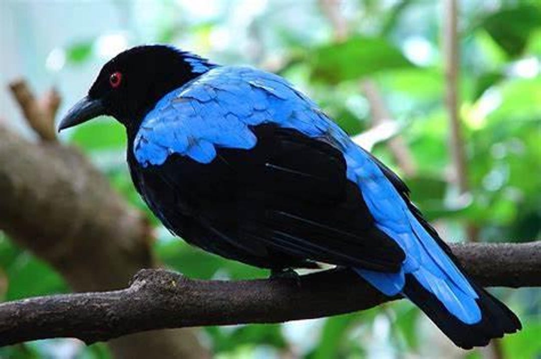 Spirit Bird of Prophecy Connection to Higher Realms, Messenger of ...