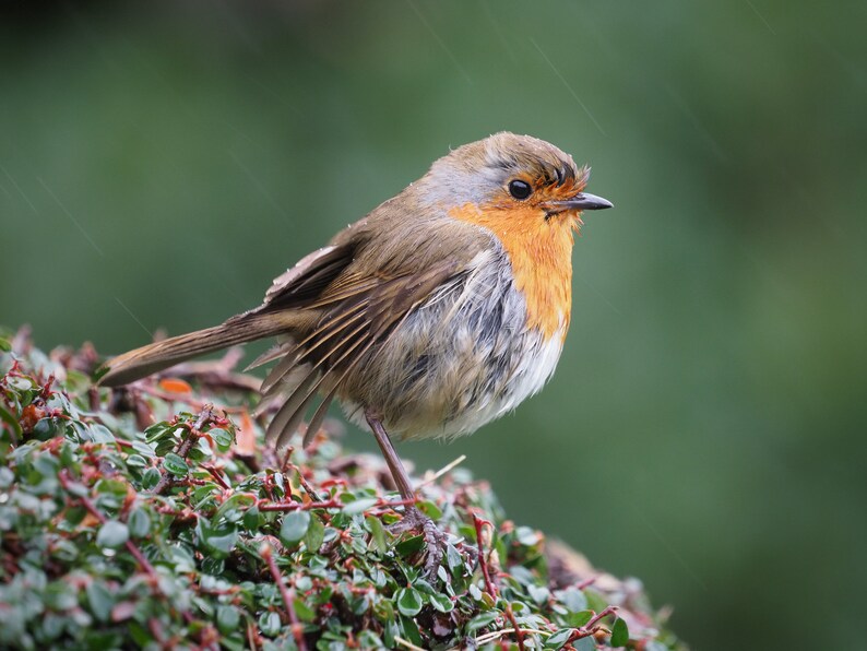 European Robin Buffeted by Wind and Rain, Glendalough, County Wicklow ...