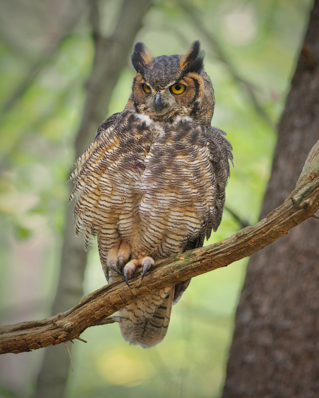 The Steely Gaze of a Great Horned Owl, Boxborough, Massachusetts ...
