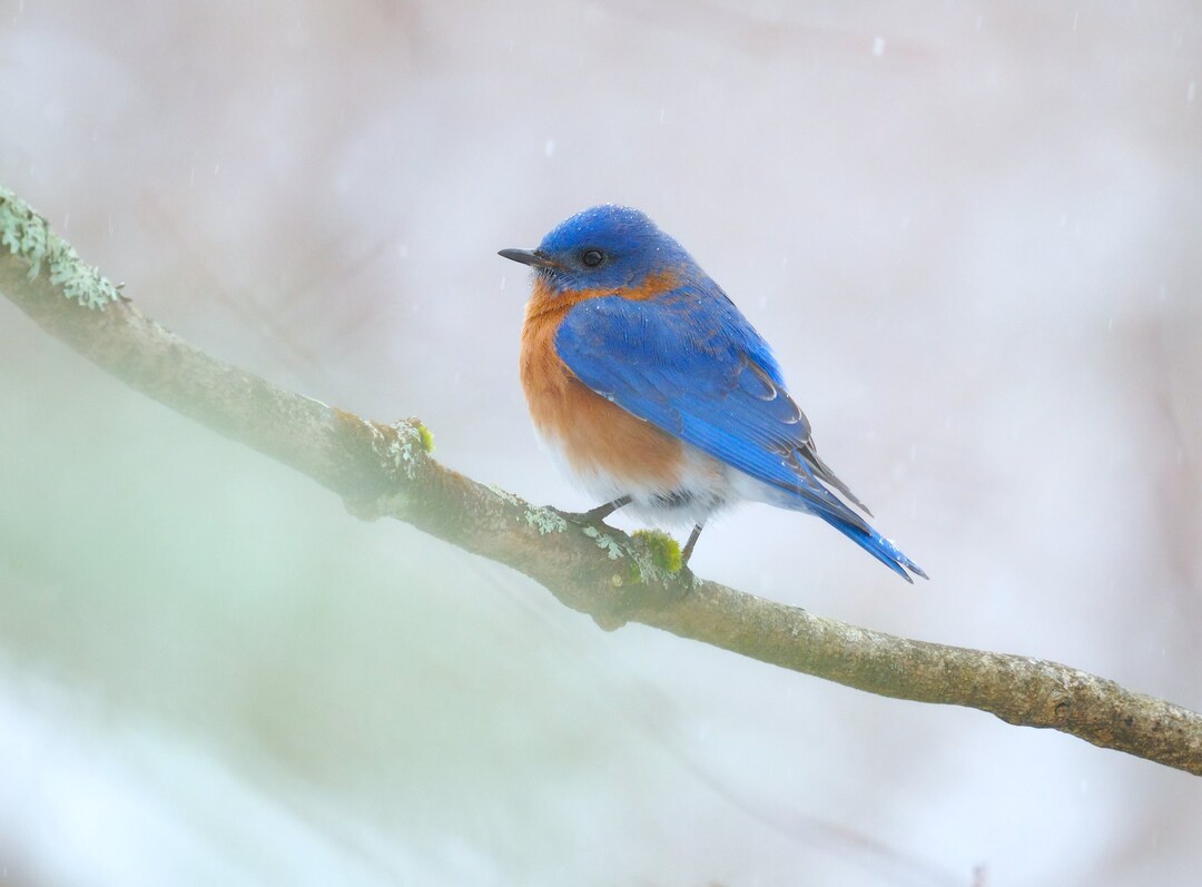 Eastern Bluebird in New England Winter Scene, Berkshire County ...
