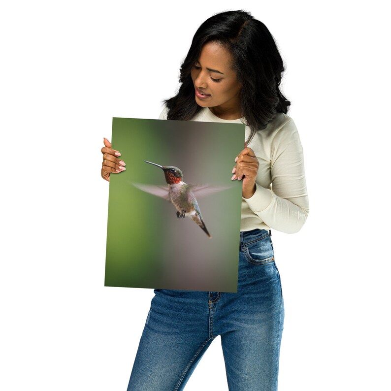 A Male Ruby-throated Hummingbird Pausing in Midair Berkshire County ...