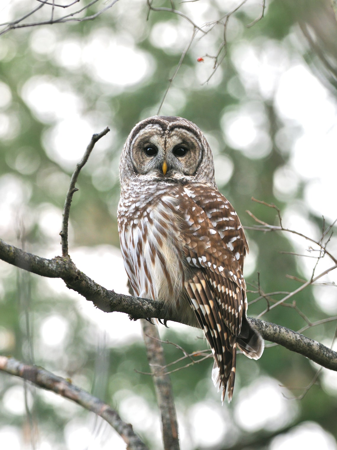 Barred Owl Preparing for the Hunt, Berkshire County, Massachusetts ...