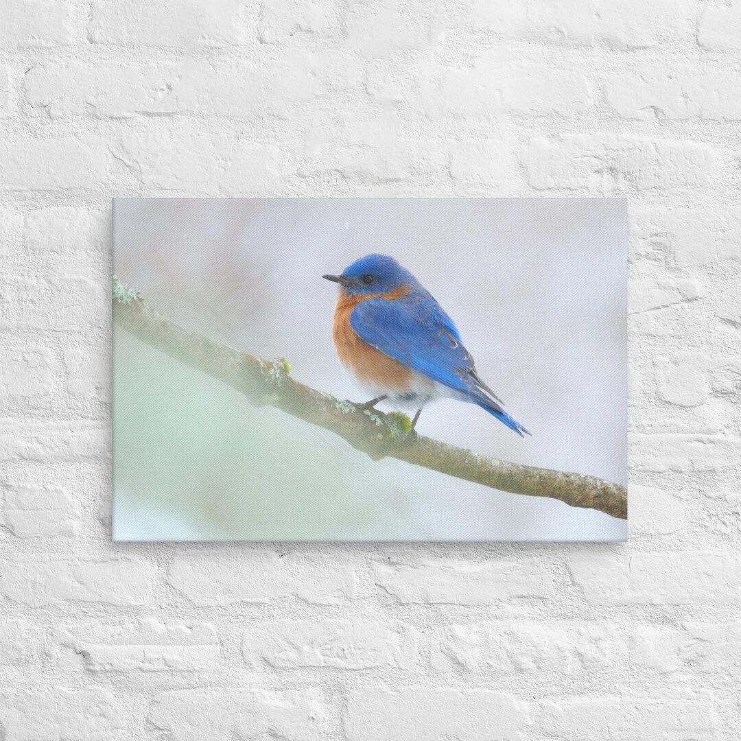 Eastern Bluebird in New England Winter Scene, Berkshire County ...