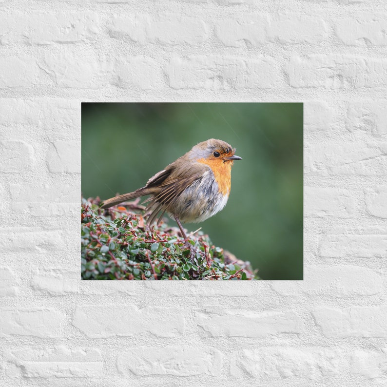 European Robin Buffeted by Wind and Rain, Glendalough, County Wicklow ...