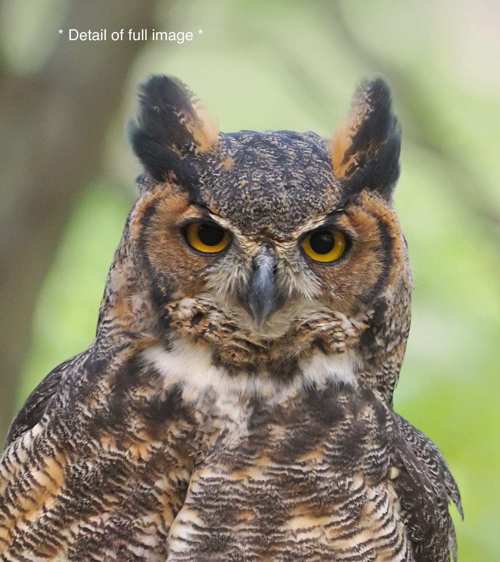 The Stare, Great Horned Owl, Boxborough, Massachusetts | Wildlife Fine ...