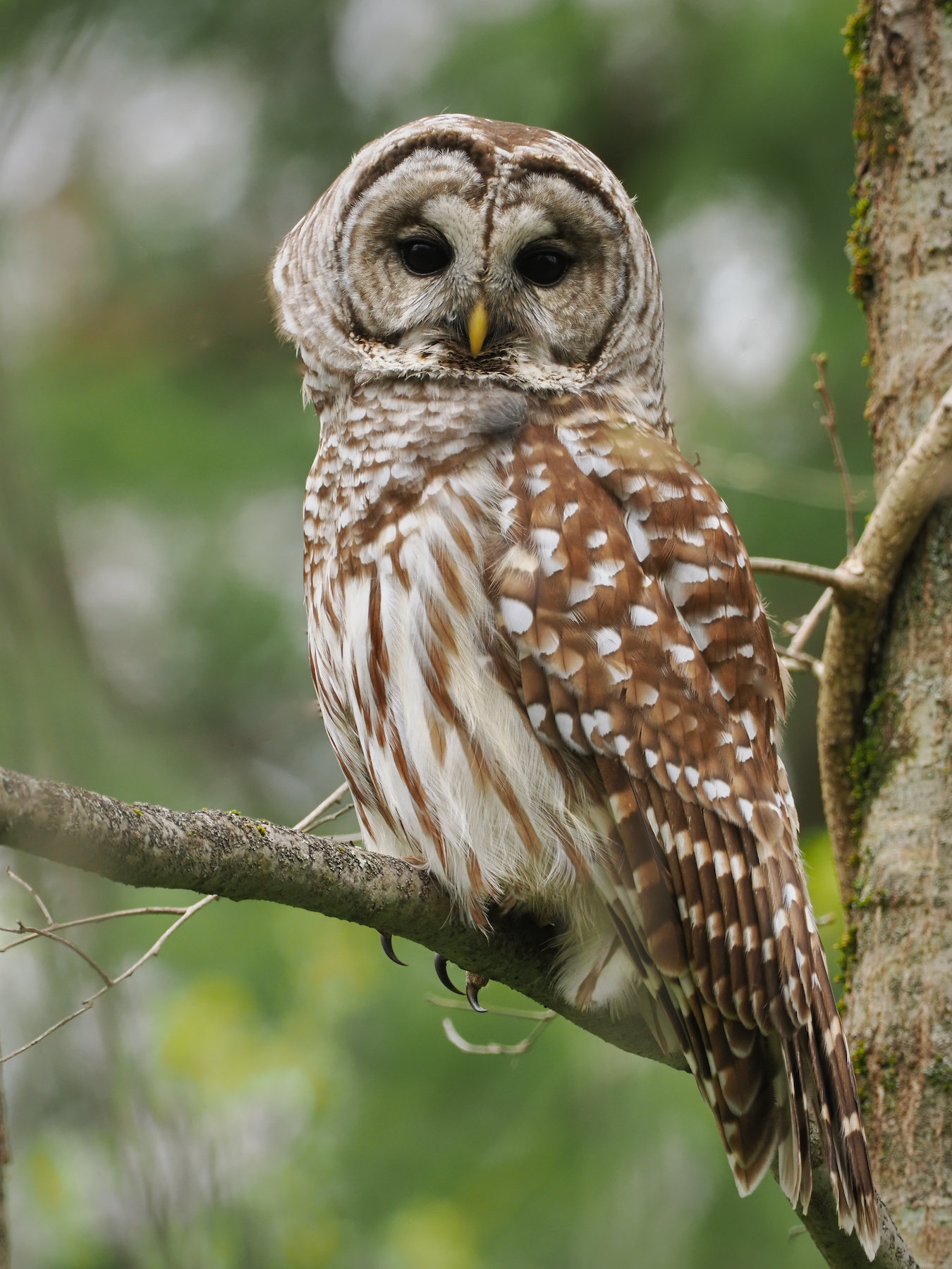 A Barred Owl Stares Intently From Its Midday Perch, Berkshire County ...