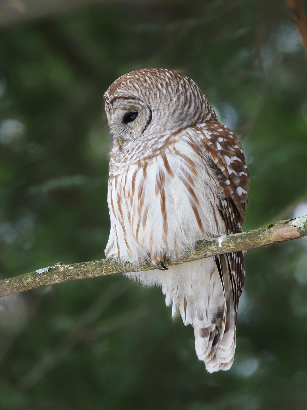 Barred Owl in Early Spring, Berkshire County, Massachusetts | Wildlife ...