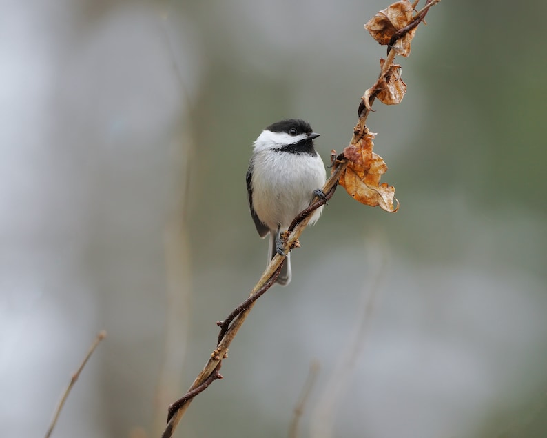 Black-capped Chickadee in Early Spring, Berkshire County, Massachusetts ...