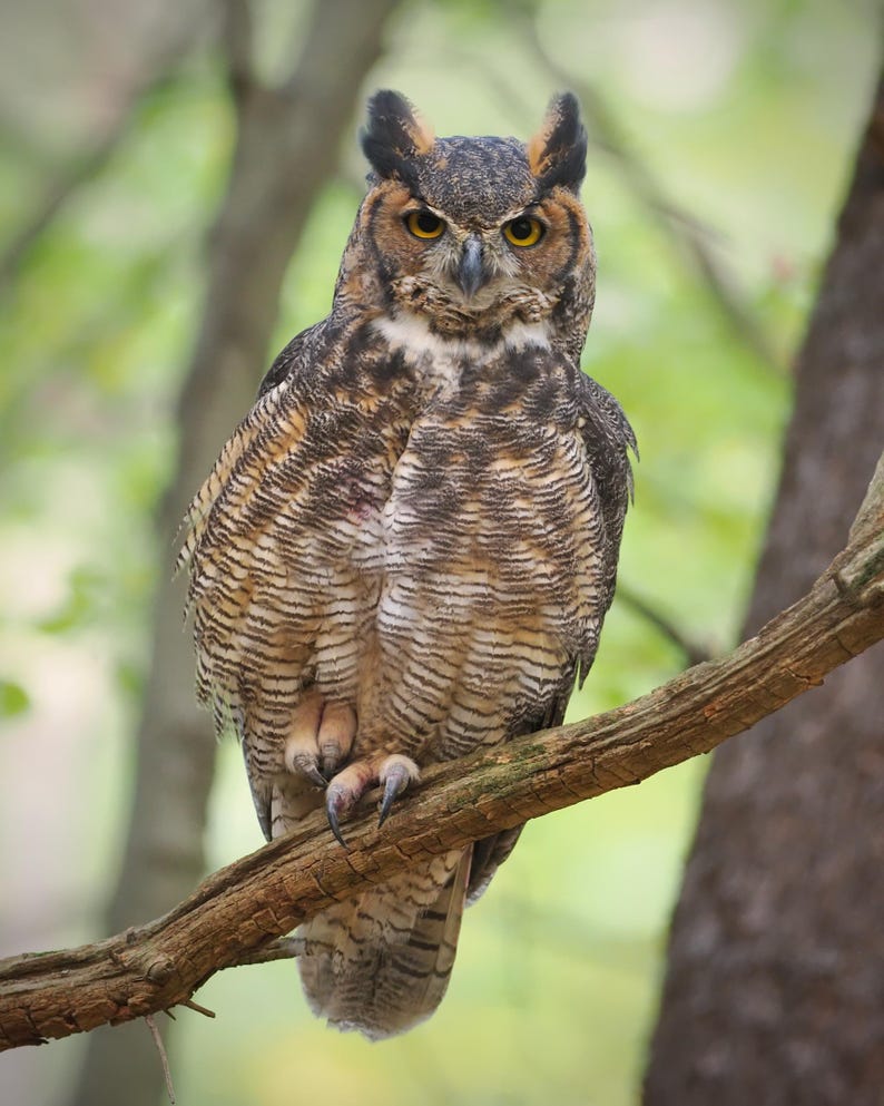 The Stare, Great Horned Owl, Boxborough, Massachusetts | Wildlife Fine ...