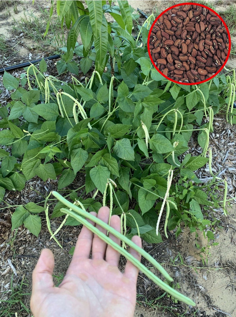 Yard Long Bean Seeds Thai Heirloom 30 Seeds - Etsy
