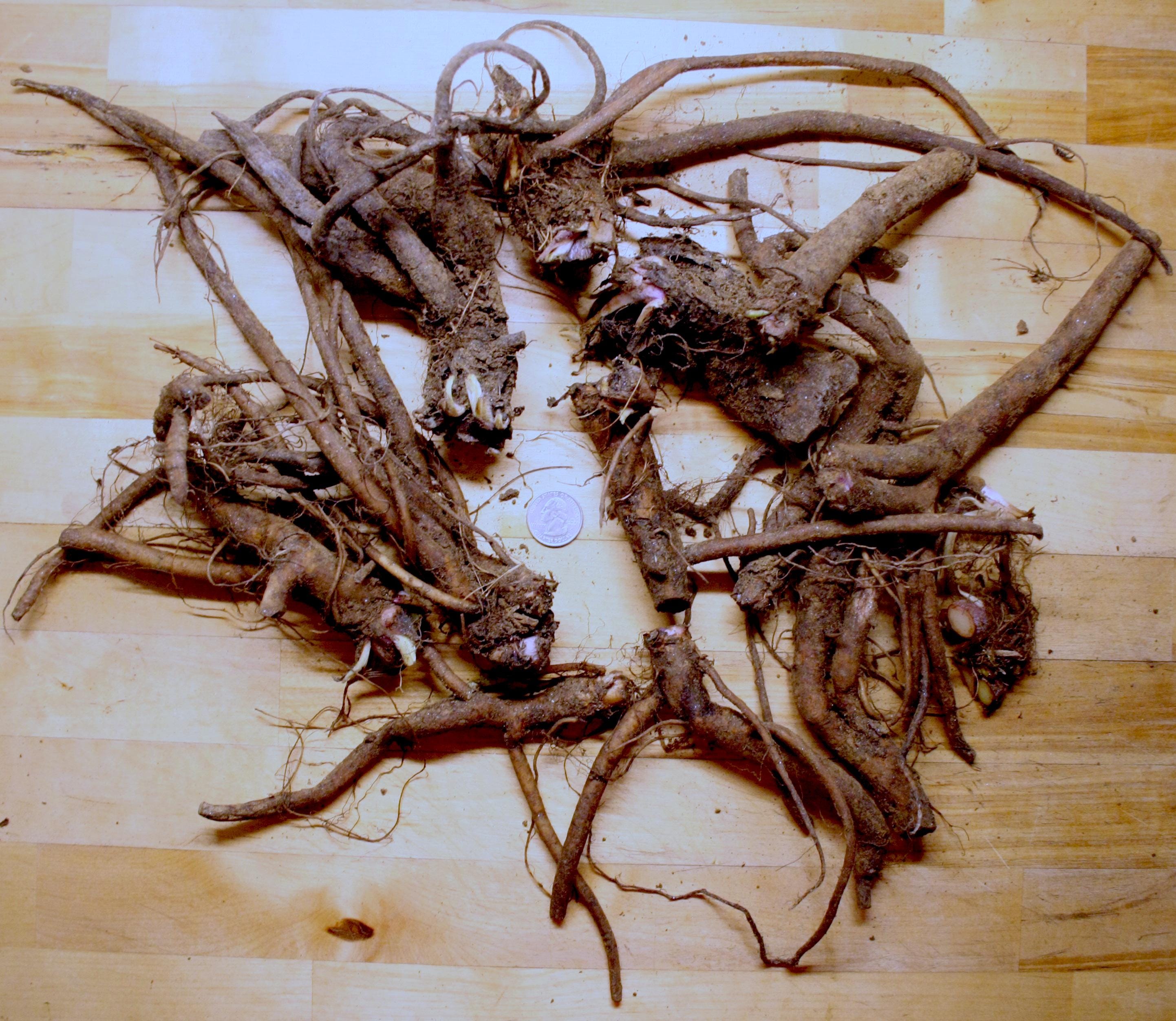 2.5 Lbs. Live Russian Comfrey Plant Roots Crowns - Bocking #4 - Etsy