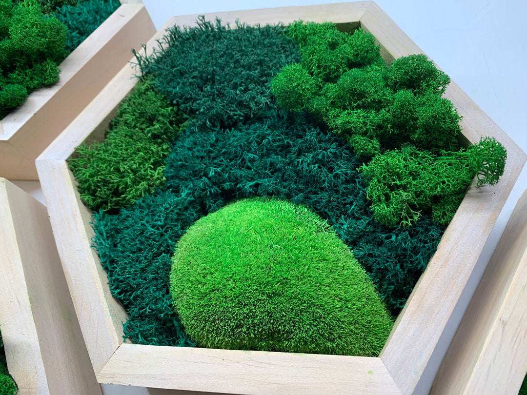Wall Decor Living Room Preserved Moss Moss Hexagon Wall Art Indoor ...