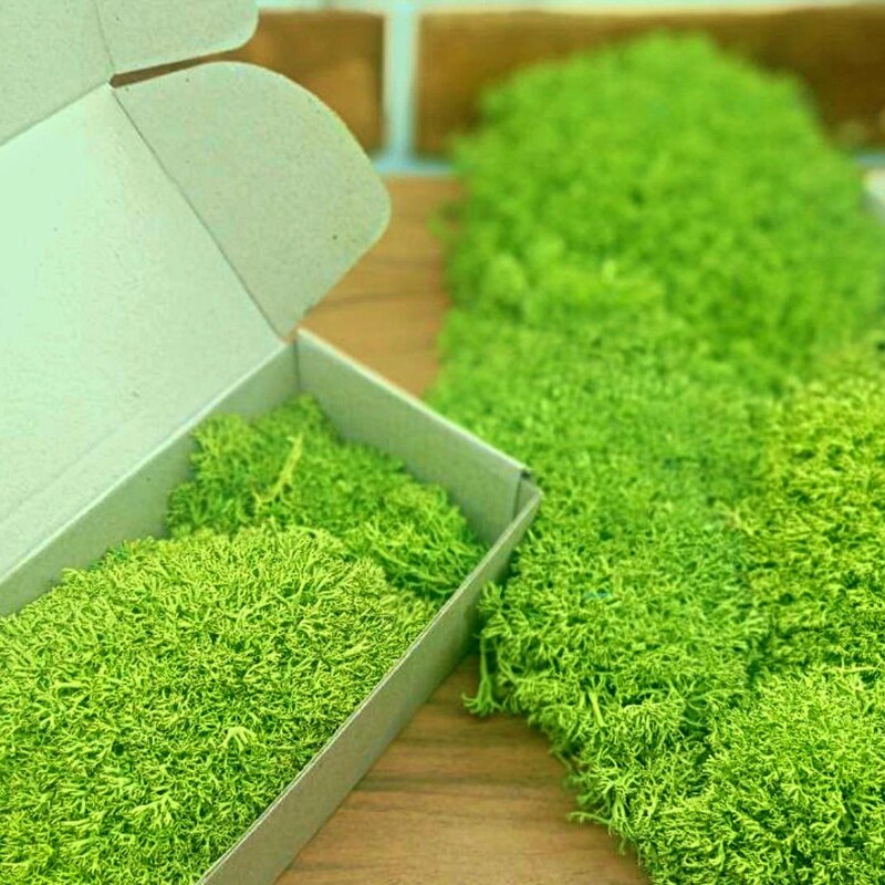 Preserved Moss - Etsy